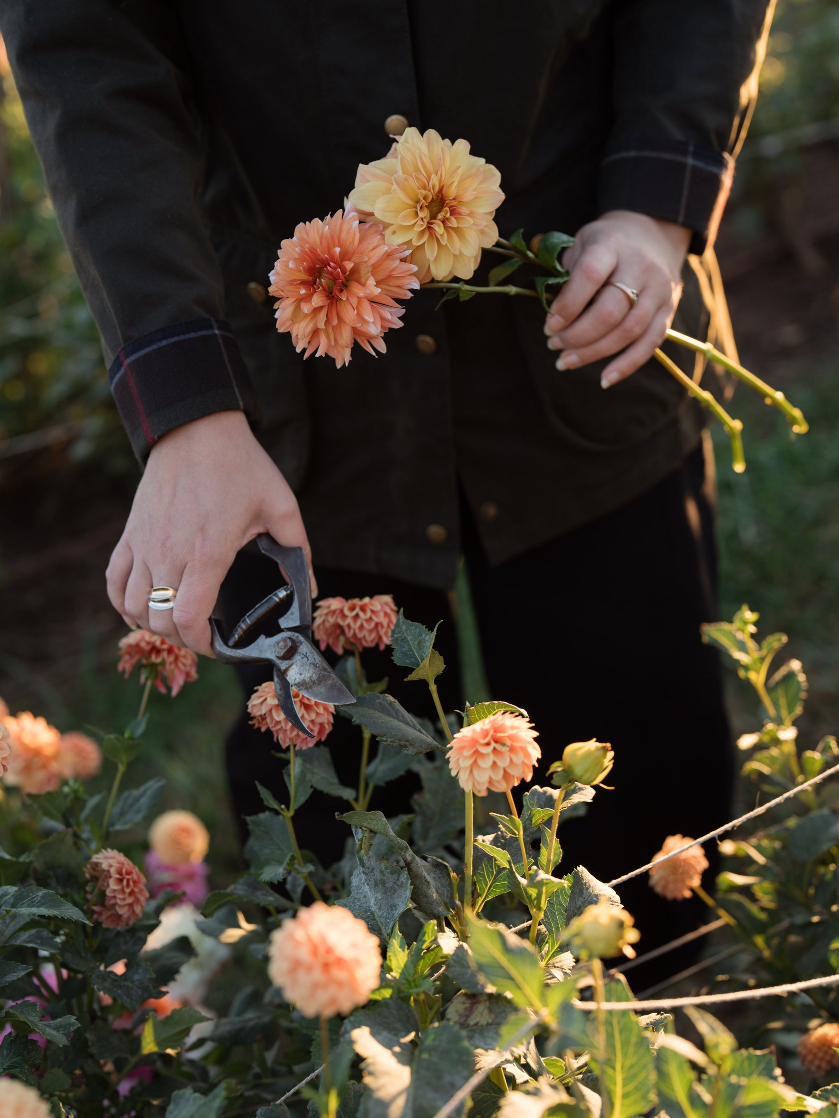 Floral Post | Luxury Flowers Delivered Fresh from the Farm